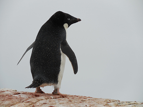 Kelly-Dellinger_Web | Good Nature Travel Blog