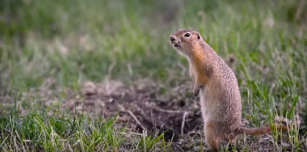 squirrel_web | Good Nature Travel Blog