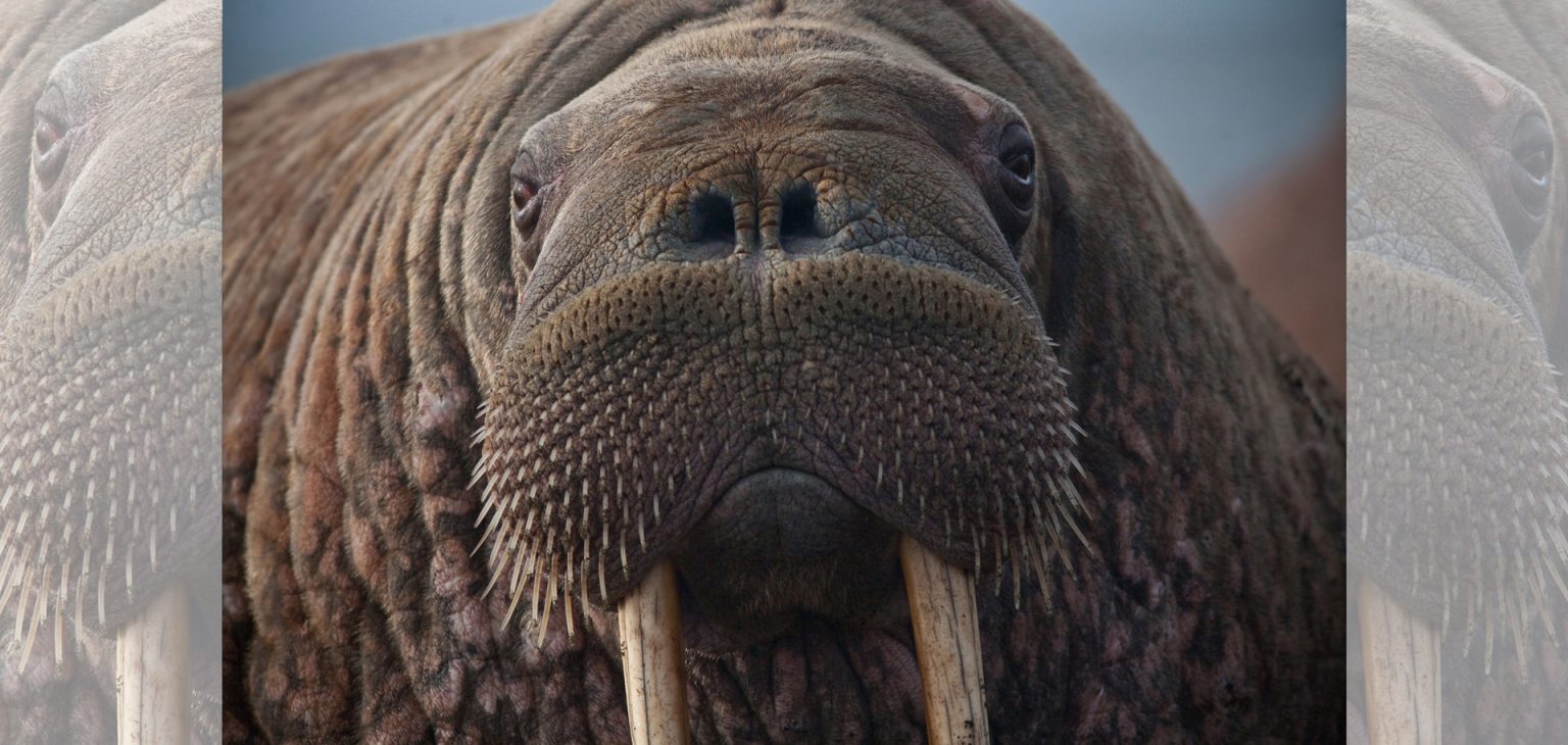 Bering-Sea-Walrus-fin_Web | Good Nature Travel Blog