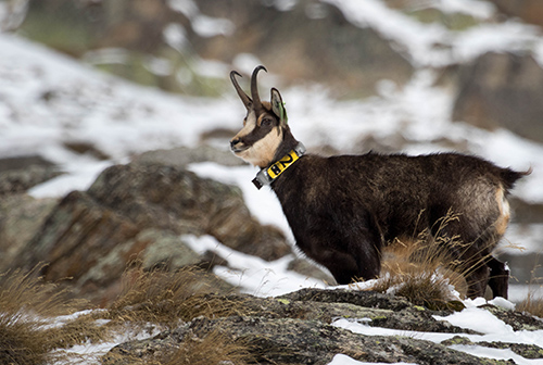 Animal Privacy Rights: Monitoring Wildlife Out of Existence