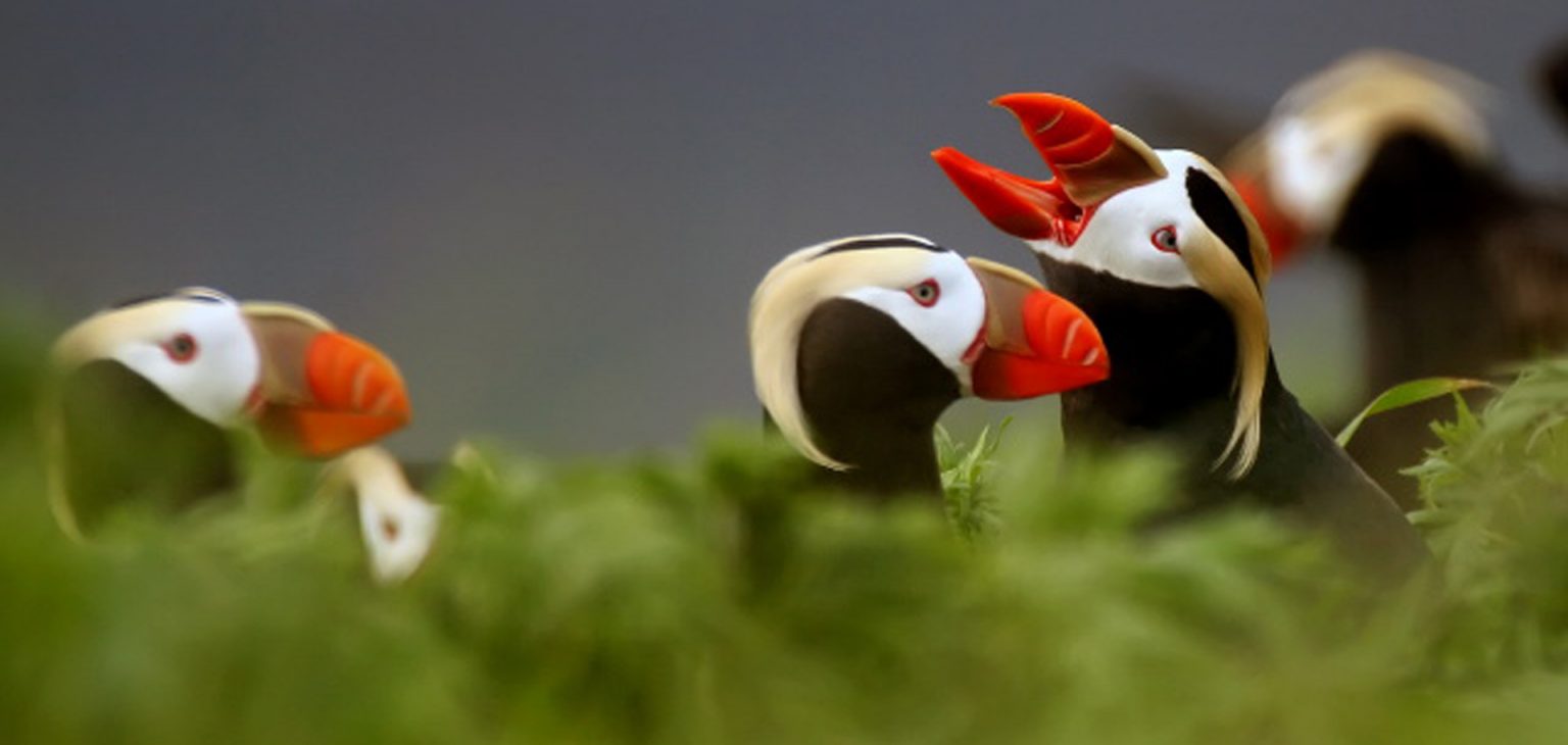 Tufted-puffins_USFWS_flickr-CROP_Web | Good Nature Travel Blog