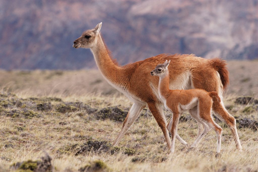 Guanaco (Lama guanicoe); Francisco Perito Moreno National Park, | Good ...