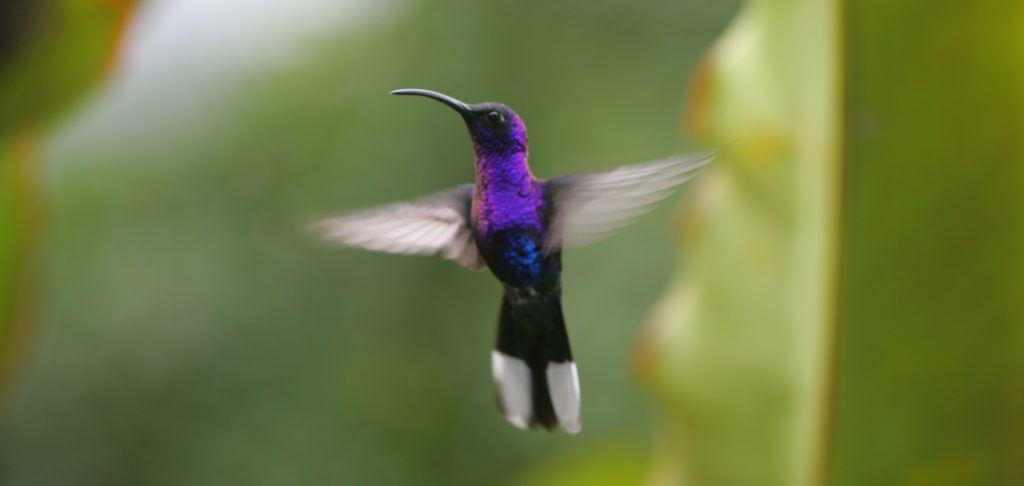 Costa Rica Hummingbird_Eric Rock-CROP_Web | Good Nature Travel Blog