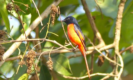 Bird-Parson | Good Nature Travel Blog