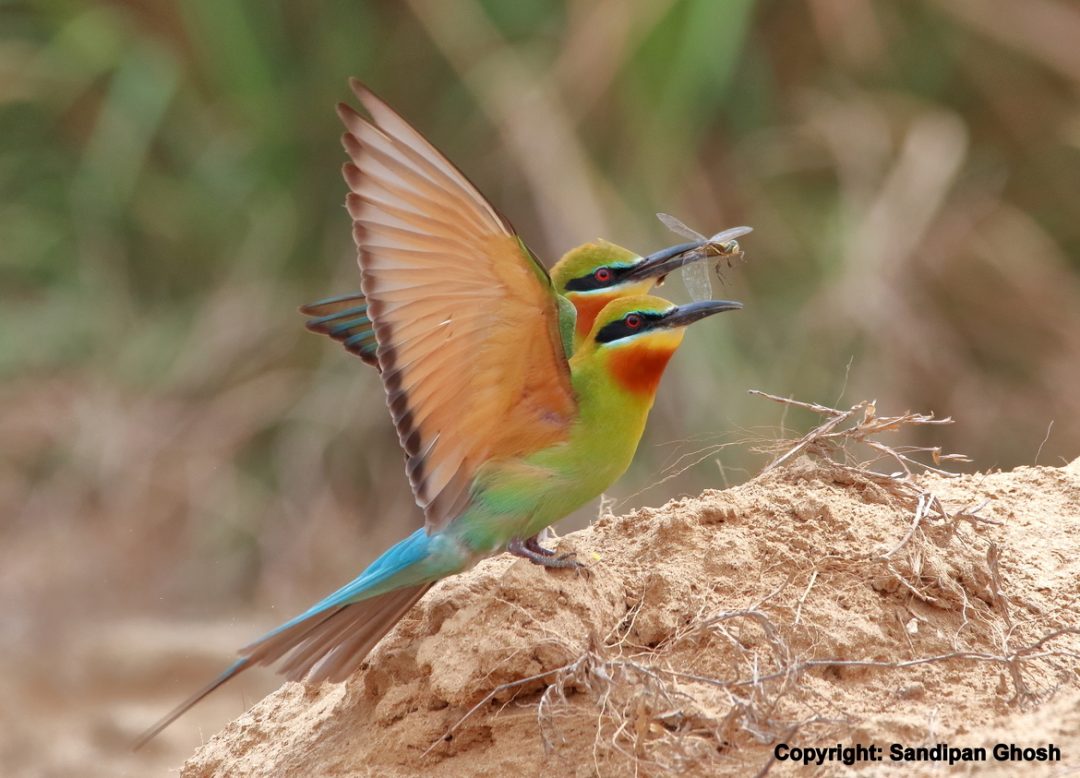 riots-natural-colours-Sandipan_Ghosh | Good Nature Travel Blog