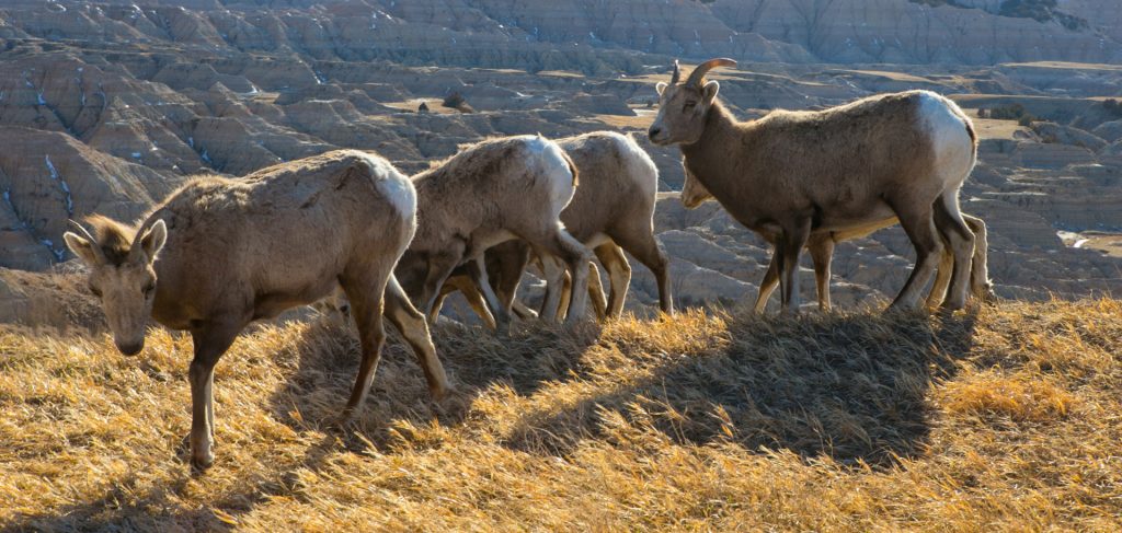Badlands3_NPS_Dudley-Edmondson_flickr-fin_Web | Good Nature Travel Blog