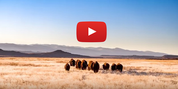 Bison-Backs-Red-Arrow_Web | Good Nature Travel Blog