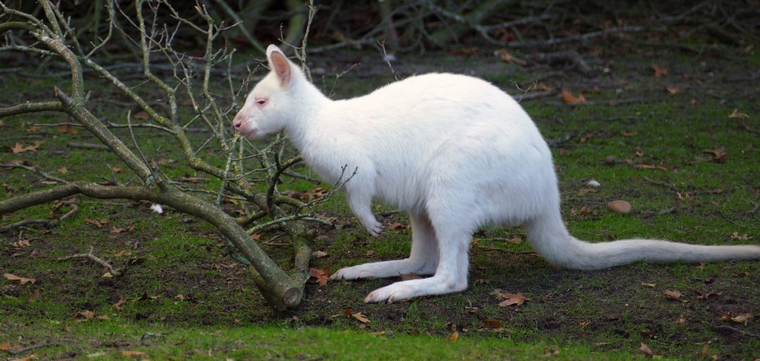Wallaby 2 CROP_Web | Good Nature Travel Blog