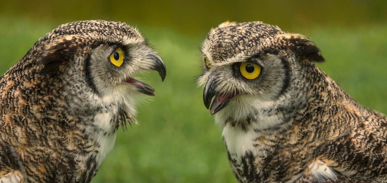 5) Owl 6 fin_Web | Good Nature Travel Blog