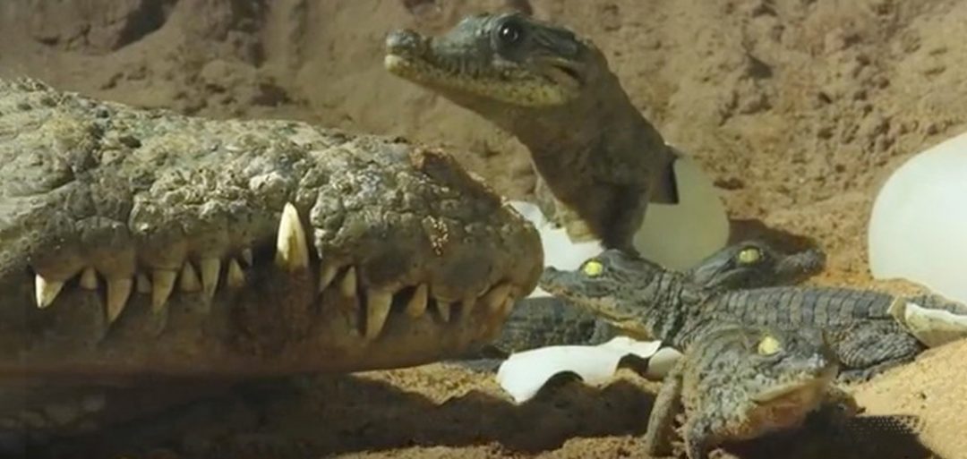 Mom-Croc_Babies_Robot-CROP_Web | Good Nature Travel Blog