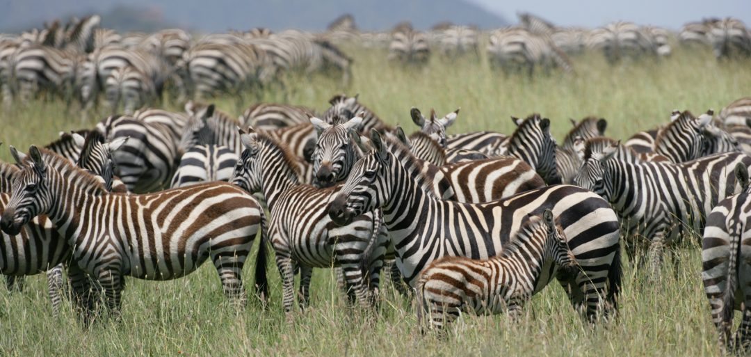 Patrick-Endres-zebras-CROP_Web | Good Nature Travel Blog