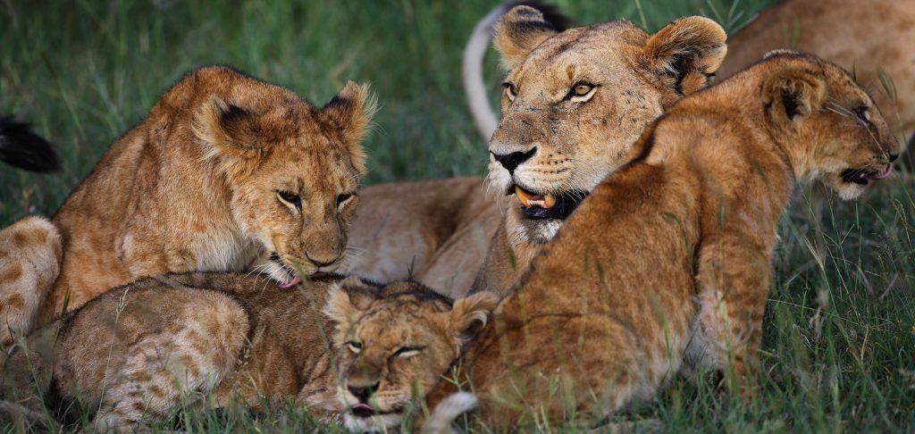 eric-rock-lions-CROP_Web | Good Nature Travel Blog