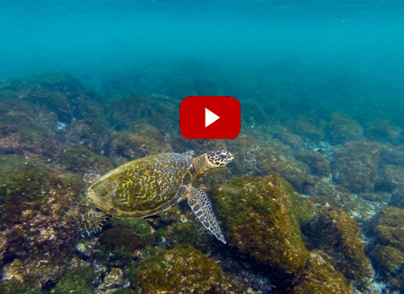 green turtle video | Good Nature Travel Blog