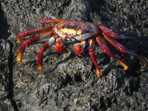 Crab-Barron | Good Nature Travel Blog