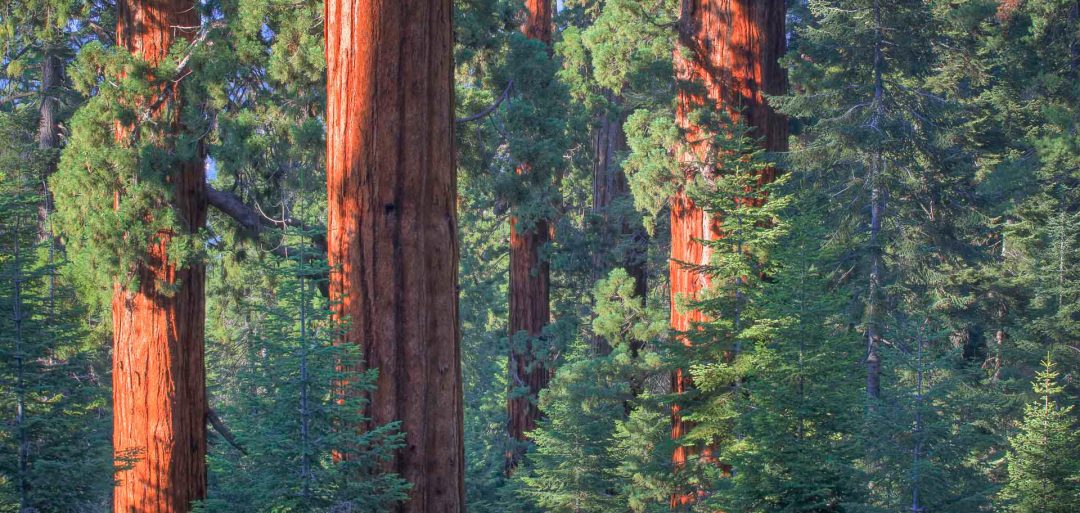 Giant Sequoias_Bob Wick_BLM_flickr_Web | Good Nature Travel Blog