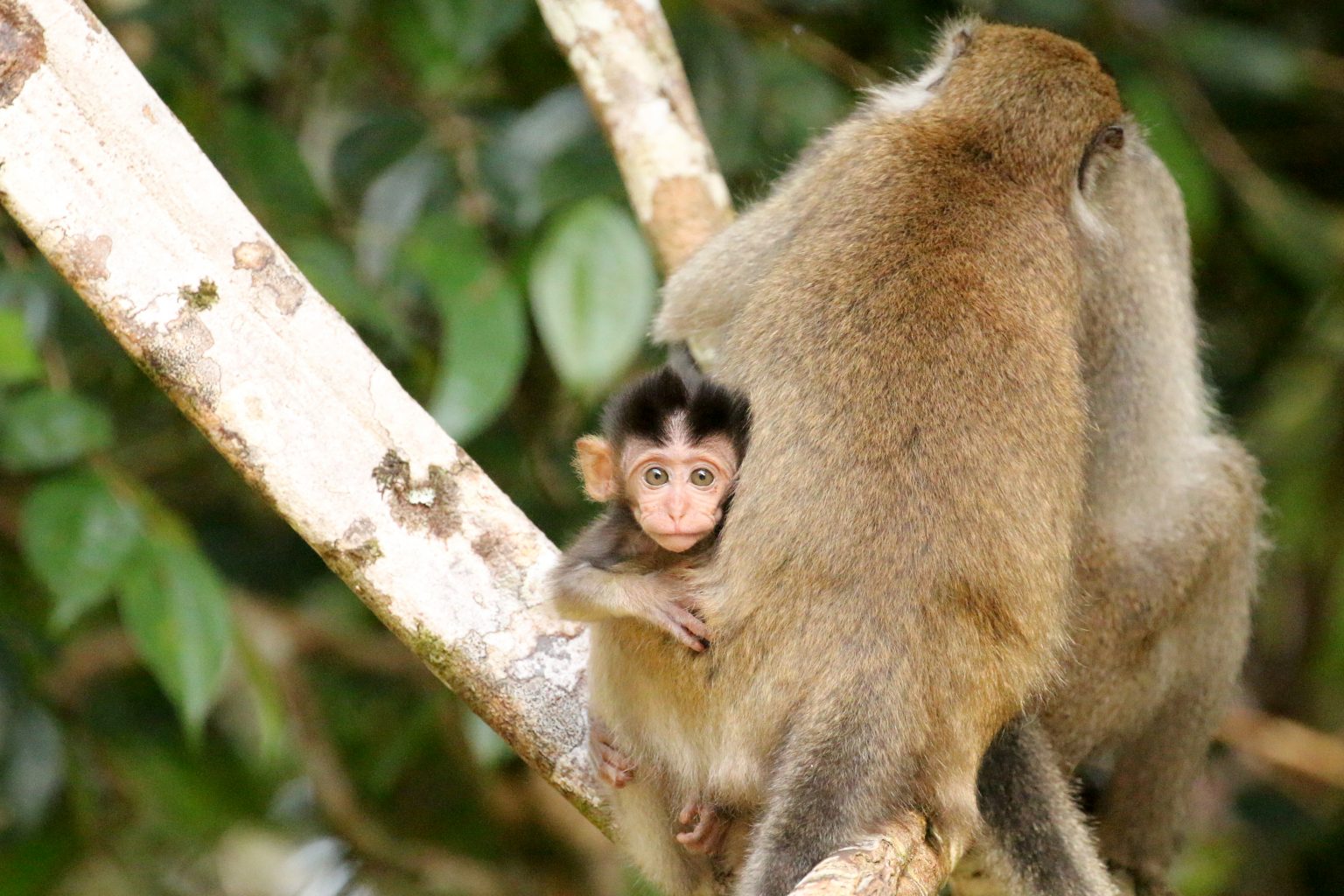 Macaques5_KinabatanganWildlifeSanctuary_May2017 | Good Nature Travel Blog