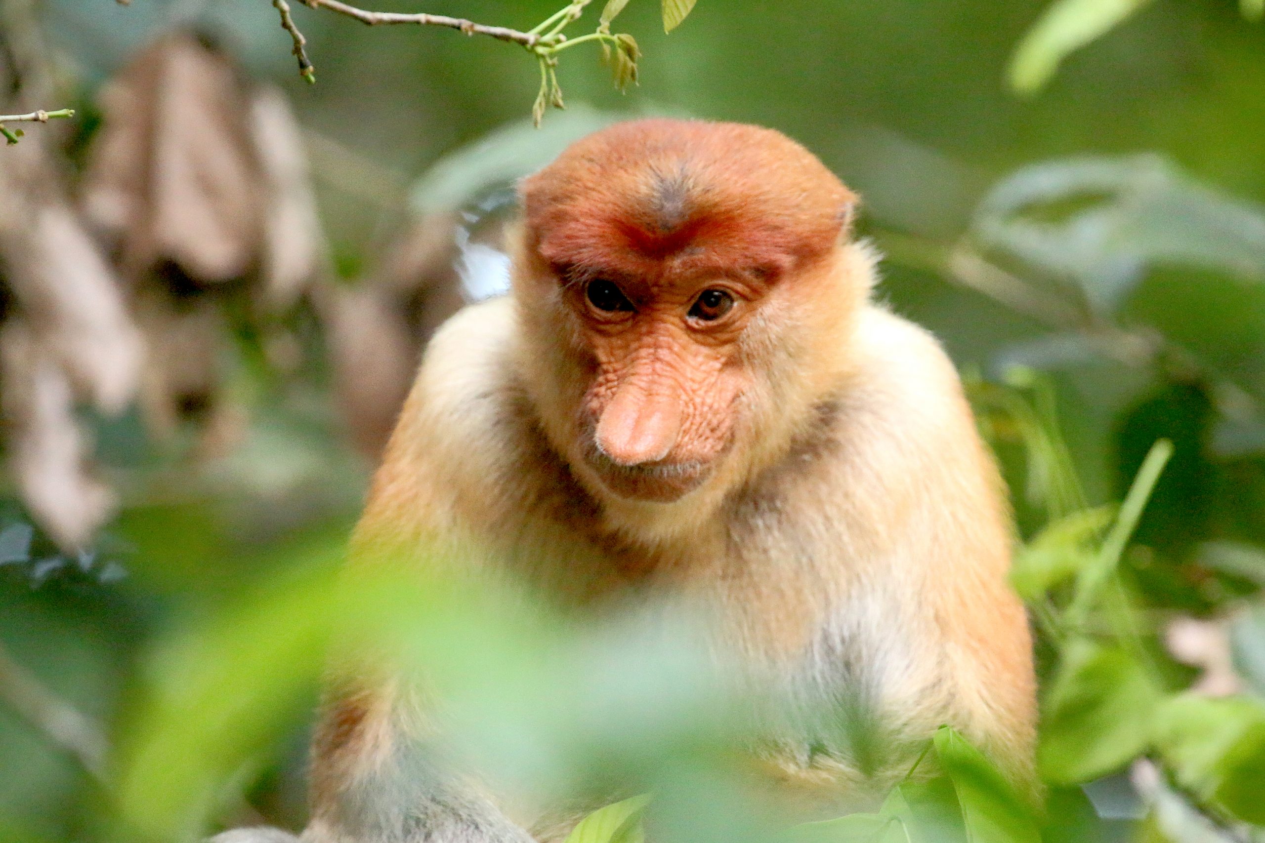 ProboscisMonkey2_KinabatanganWildlifeSanctuary_May2017 | Good Nature ...