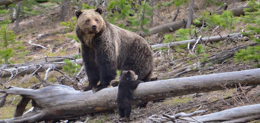 Yellowstone Griz_Cub_Frank van Manen USGS fin_Web | Good Nature Travel Blog