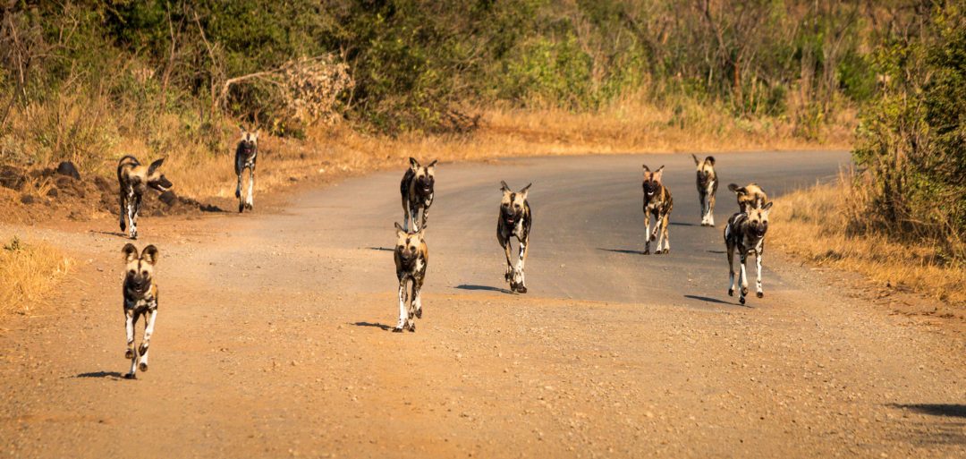 Ryan-Kilpatrick_flickr-CROP_Web | Good Nature Travel Blog