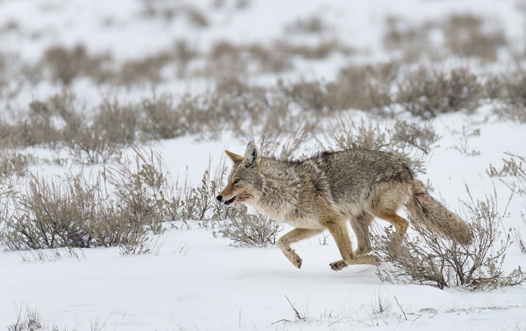 Yellowstone Coyote 4676 | Good Nature Travel Blog