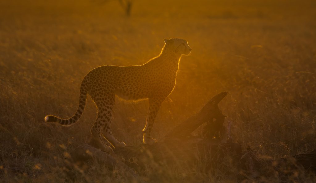 cheetah-at-sunset-Angela_Poggioni | Good Nature Travel Blog