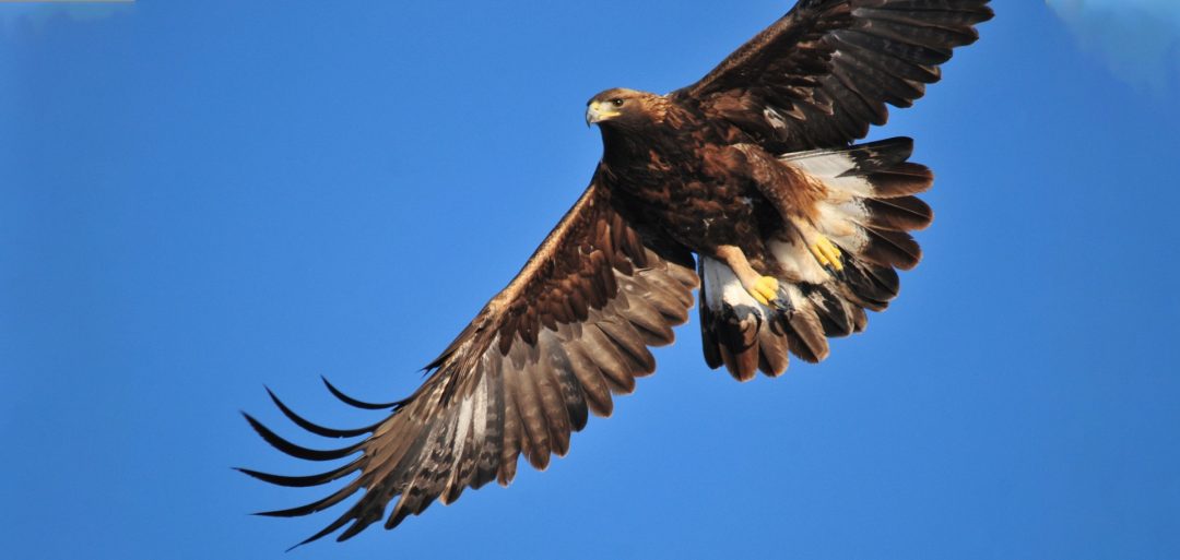 Flying-Golden-Eagle-CROP_Web | Good Nature Travel Blog
