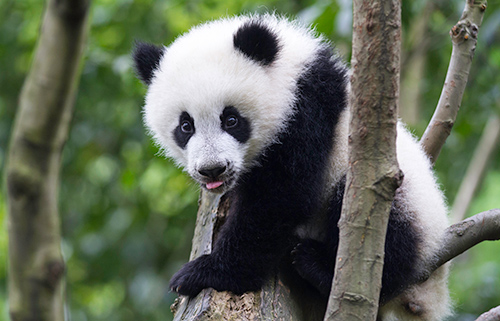 BradJosephs-pandaCrop_Web | Good Nature Travel Blog