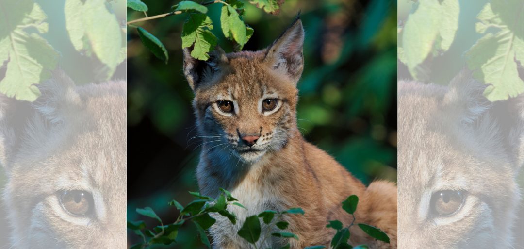 Eurasian_lynx_Christoph-Anton-Mitterer-fin_Web | Good Nature Travel Blog