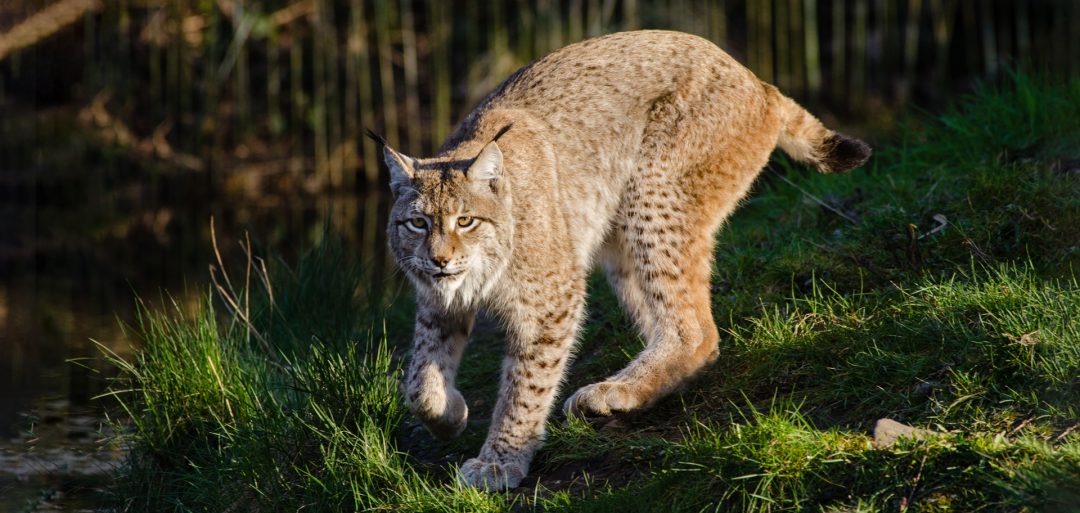 Lynx_public domain CROP_Web | Good Nature Travel Blog