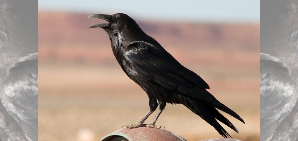 Raven Calling_Florin Chelaru_flickr fin_Web | Good Nature Travel Blog