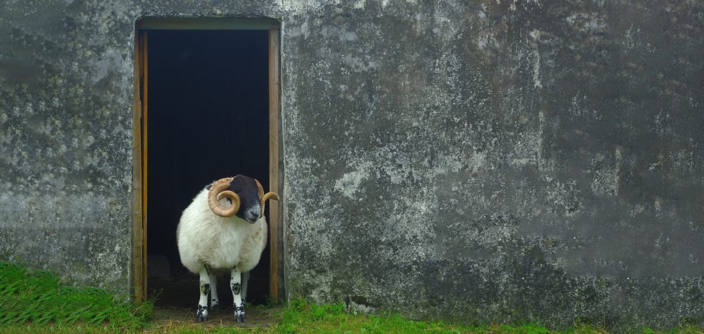 Scotland-sheep-CROP_Web | Good Nature Travel Blog