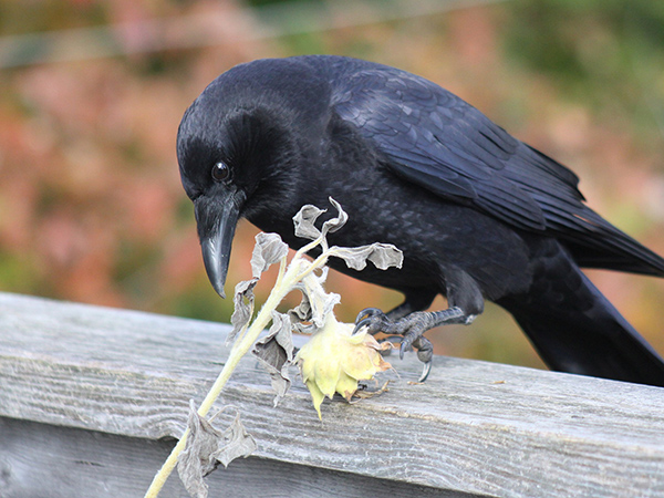 crow-on-railing_Web | Good Nature Travel Blog