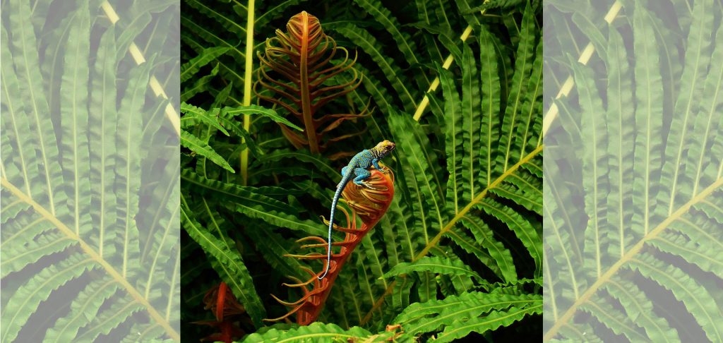 tropical-rain-forest-fin_Web | Good Nature Travel Blog