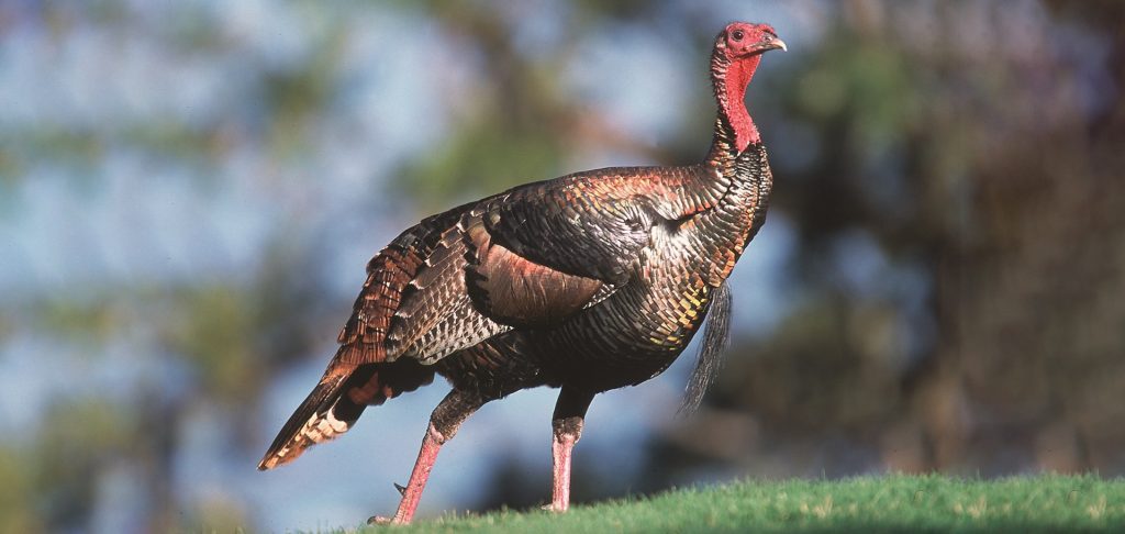 1)-wild-turkey-CROP_Web | Good Nature Travel Blog