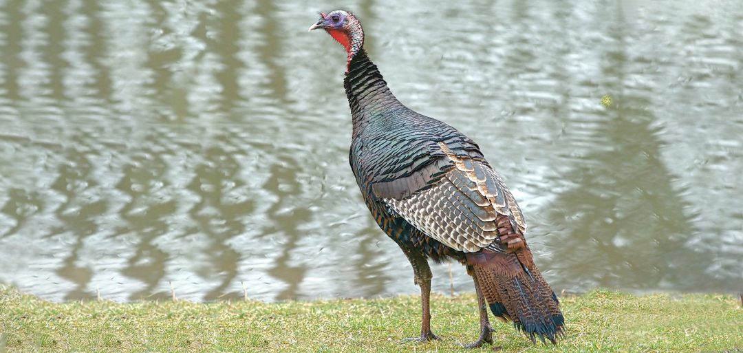 8)-wild-turkey-and-water-CROP_Web | Good Nature Travel Blog