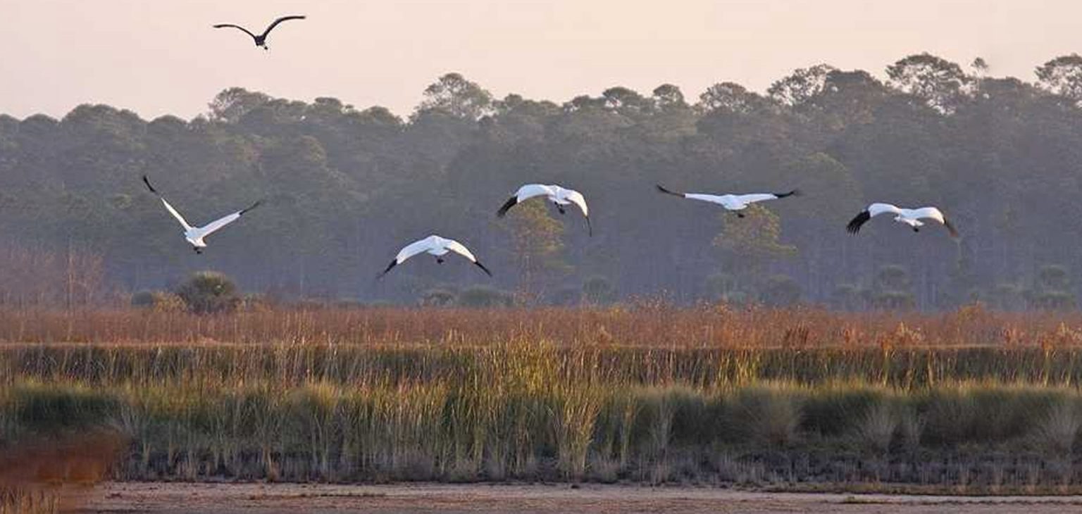 St.-Marks_USFWS-CROP_Web | Good Nature Travel Blog