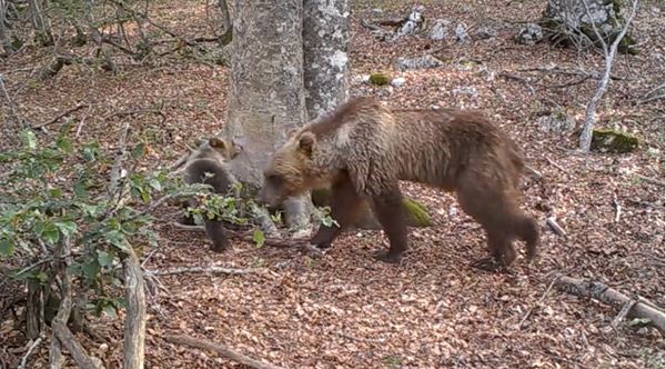 Two-Bears-from-Vimeo_Web | Good Nature Travel Blog
