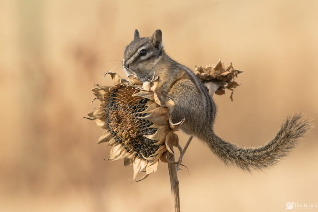 colors-of-fall-Tim_Nicol | Good Nature Travel Blog