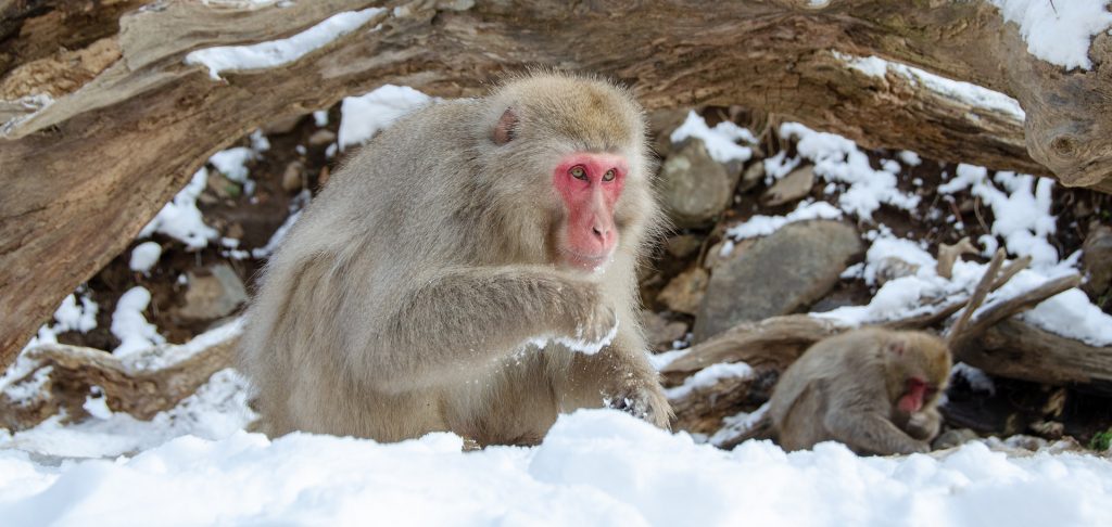 Snow Monkey 9 CROP_Web | Good Nature Travel Blog