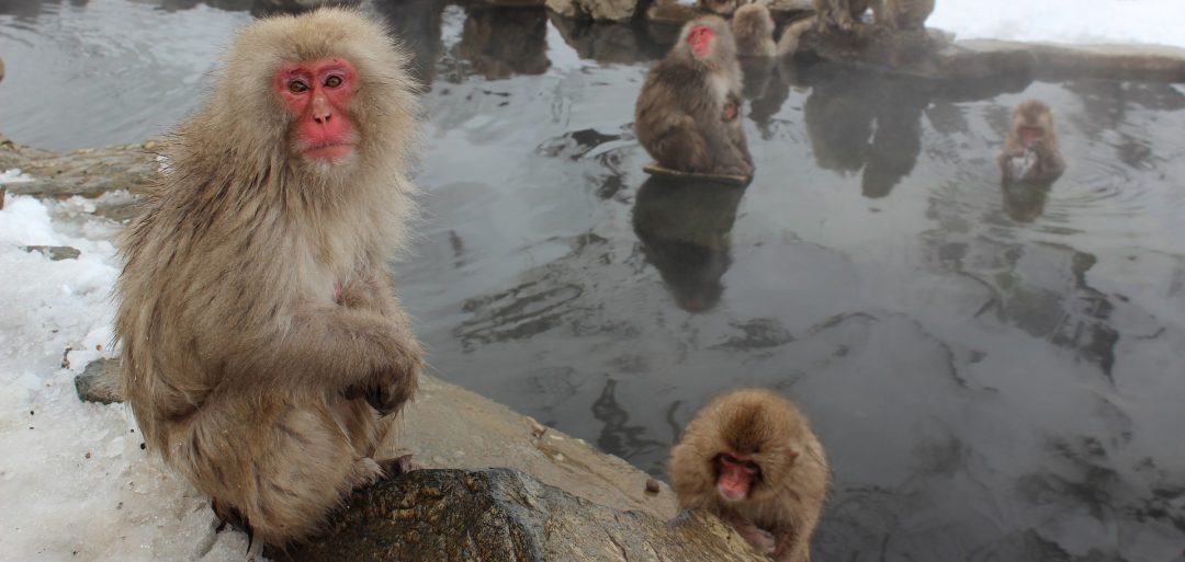 snow-monkeys-CROP_Web | Good Nature Travel Blog