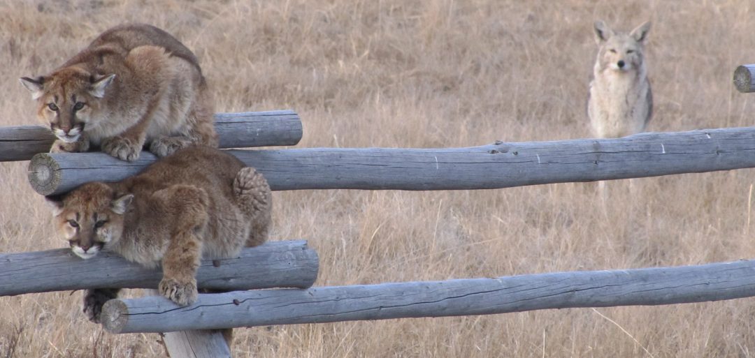 Lori-Iverson_USFWS-CROP_Web | Good Nature Travel Blog