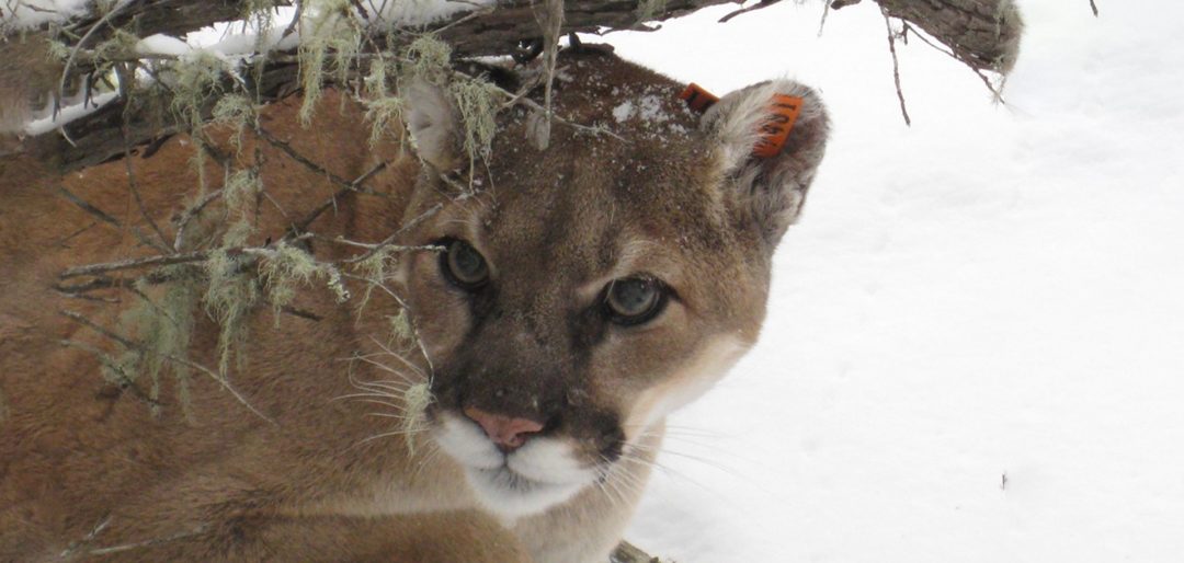 USFWS-Mountain-Prairie-CROP_Web | Good Nature Travel Blog