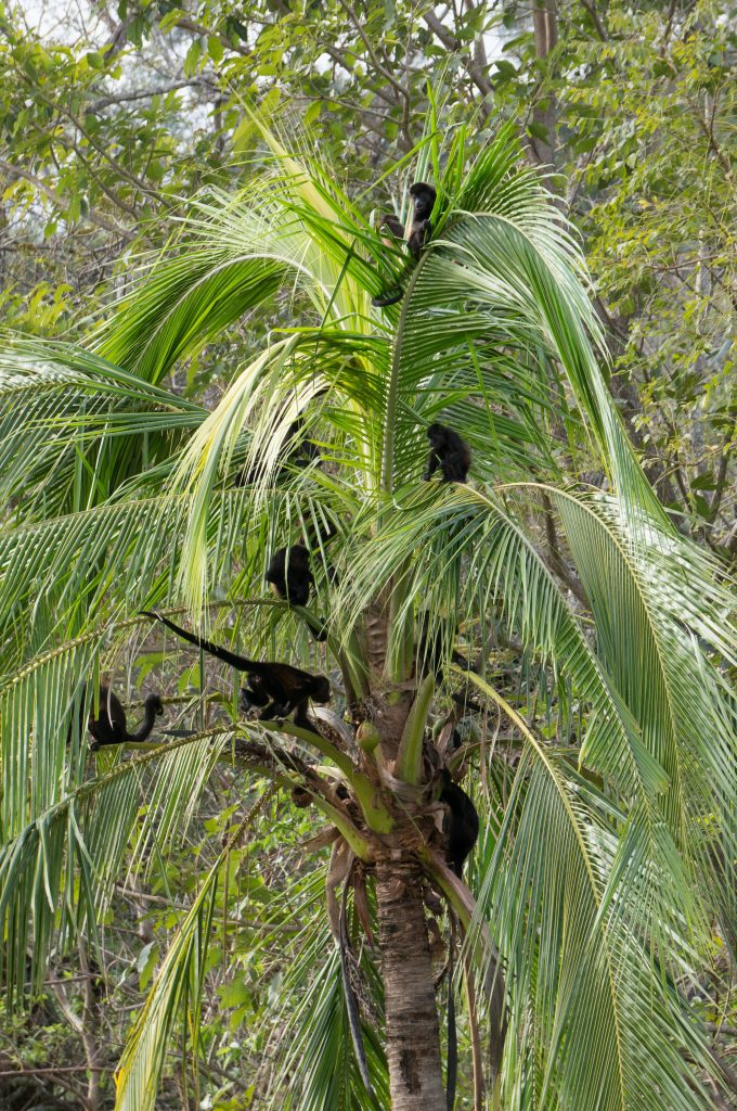 Howler Monkeys | Good Nature Travel Blog