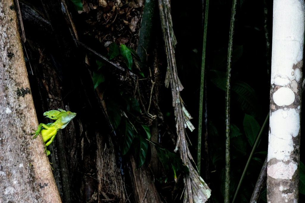 Jesus Christ Lizard | Good Nature Travel Blog