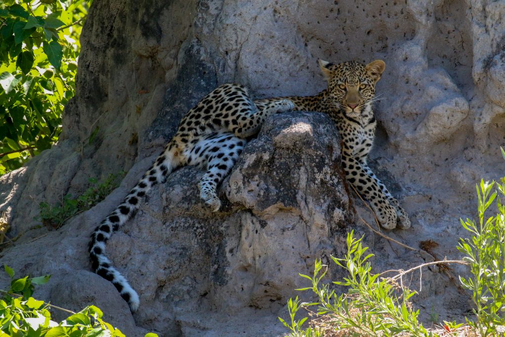 leopard, Xigera concession, Okavango Delta, Botswana | Good Nature ...