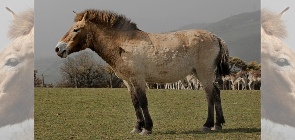 Przewalski_zoo_North-Wales_Denis-Egan_flickr-fin_Web | Good Nature ...