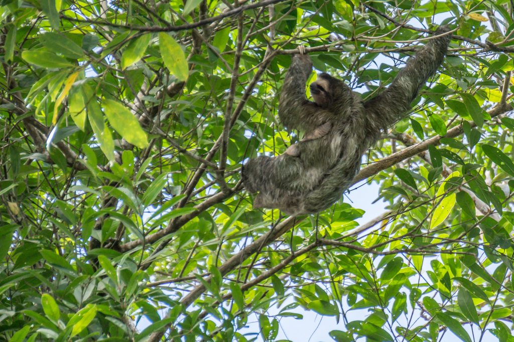 Sloth 1 | Good Nature Travel Blog