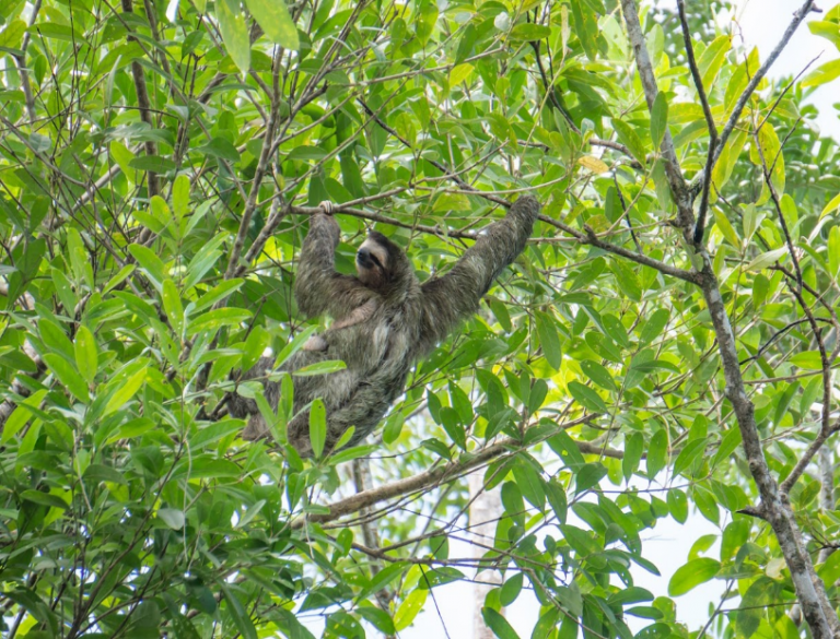 Sloth 1 | Good Nature Travel Blog