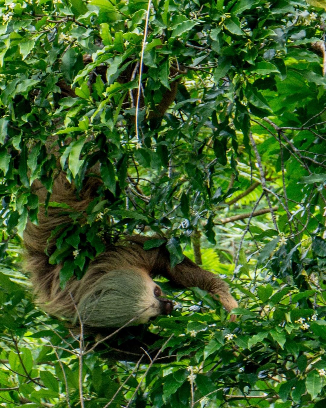 Sloth 2 | Good Nature Travel Blog
