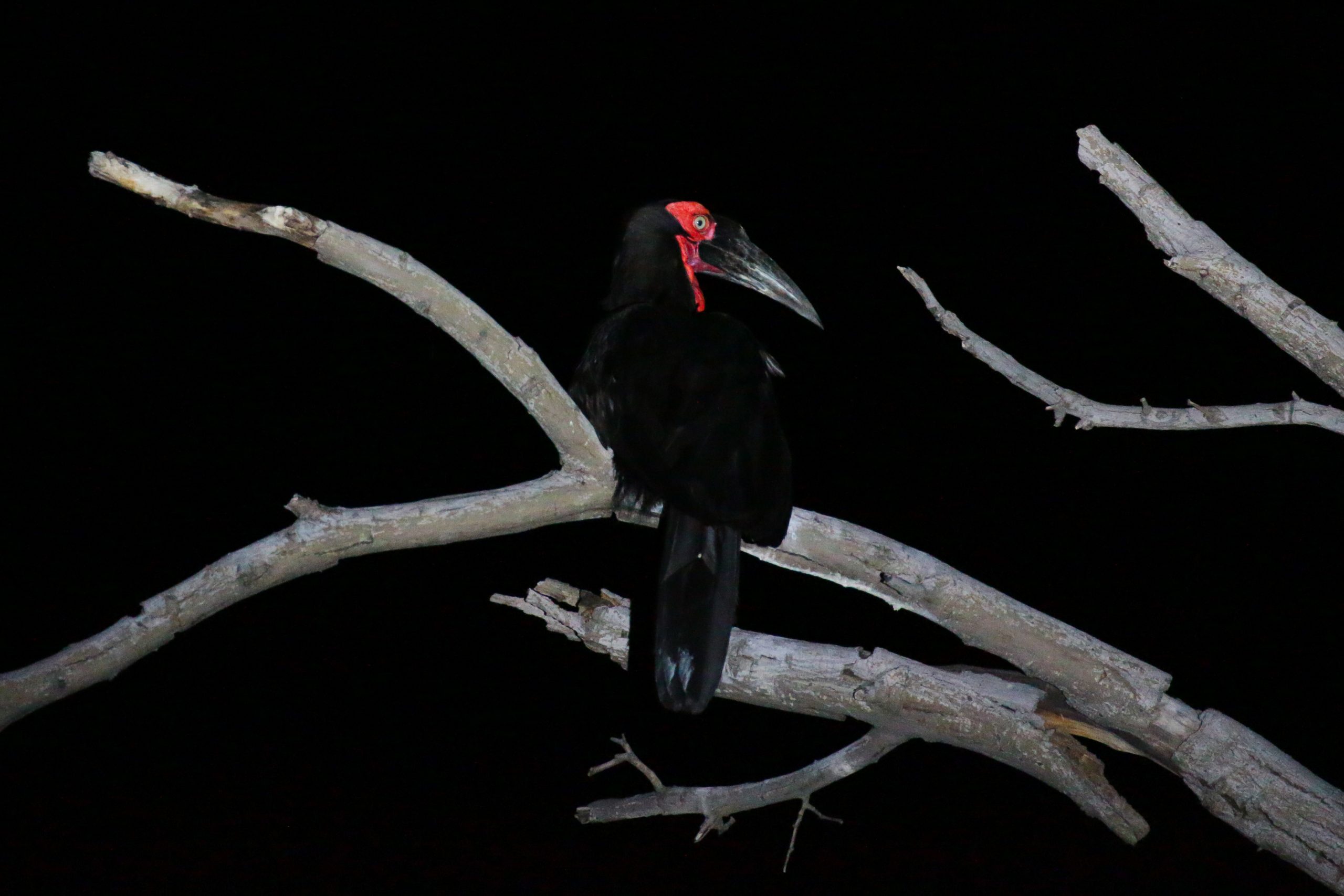 Southern ground hornbill, Qorokwe concession, Okavango Delta, Botswana ...